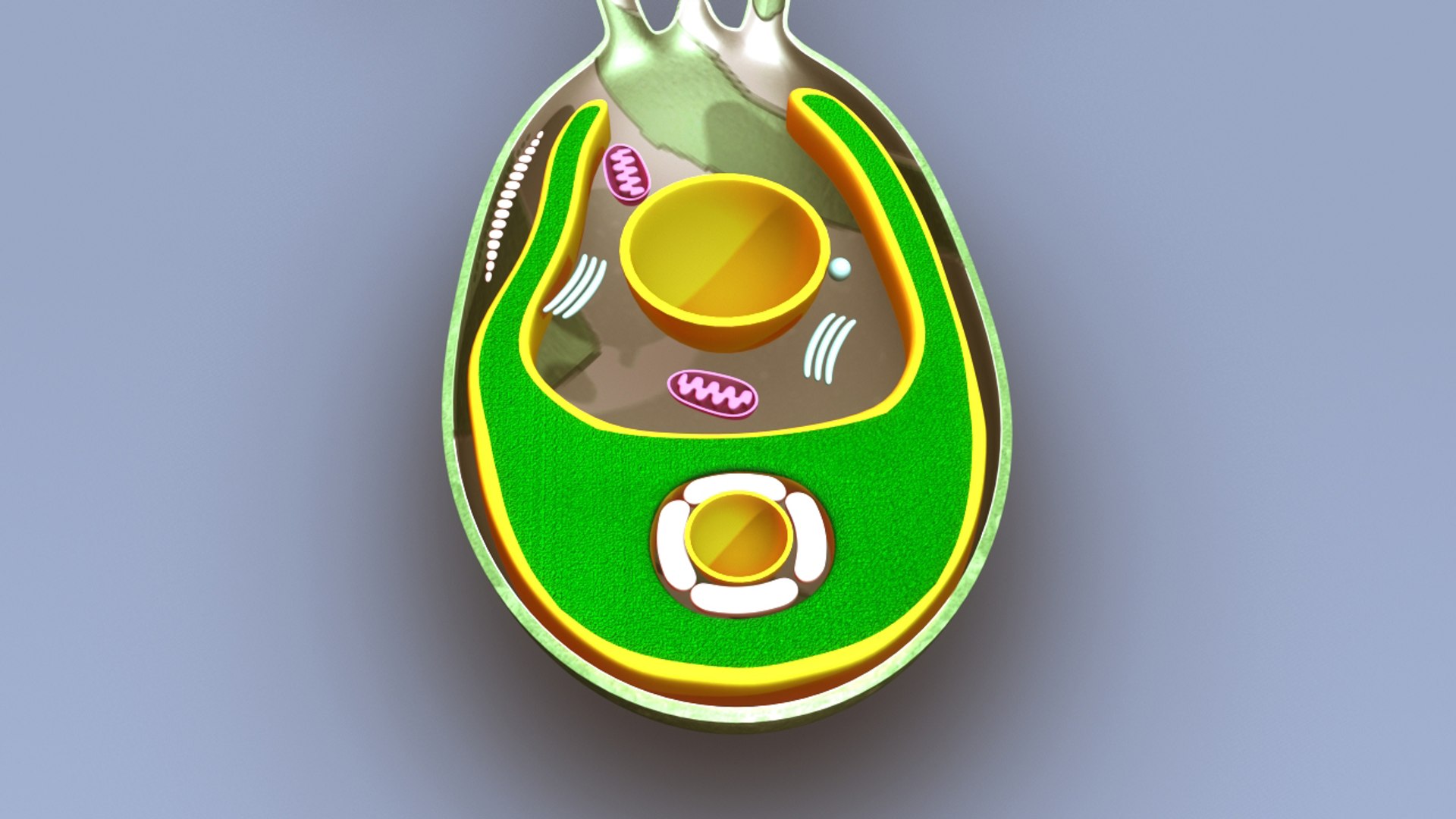 Algae Structure 3d Model