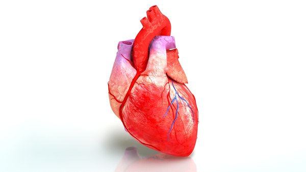 modèle 3D de Anatomie du coeur humain avec coupe transversale ...