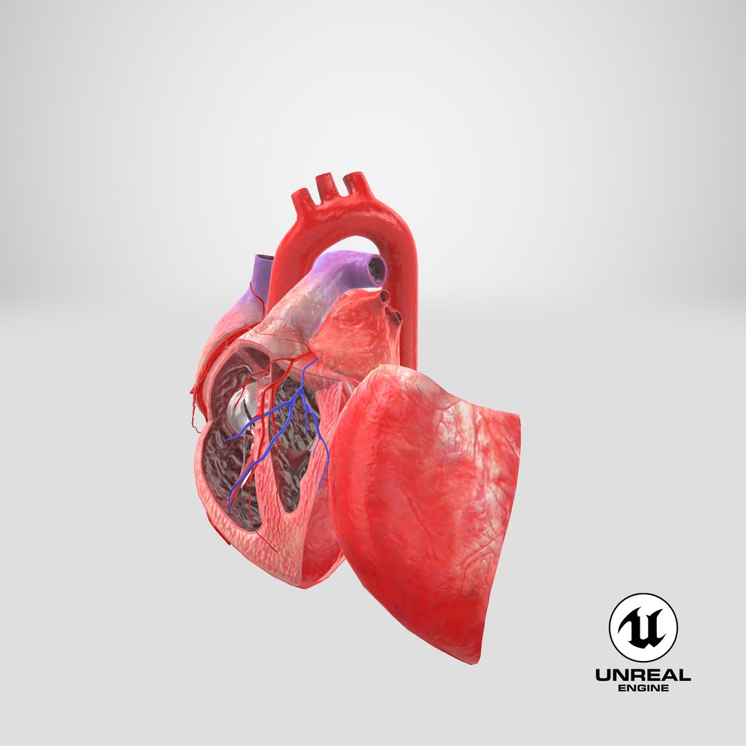 3D Human Heart Anatomy with Cross Section - TurboSquid 1740891