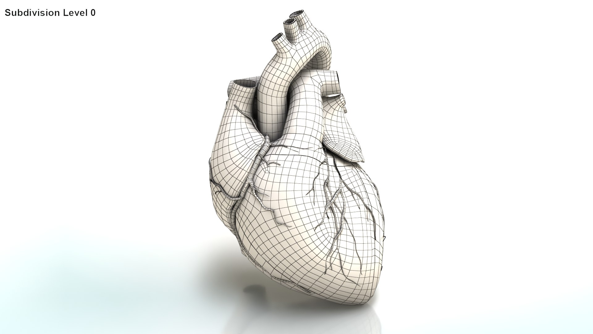 3D Human Heart Anatomy with Cross Section - TurboSquid 1740891