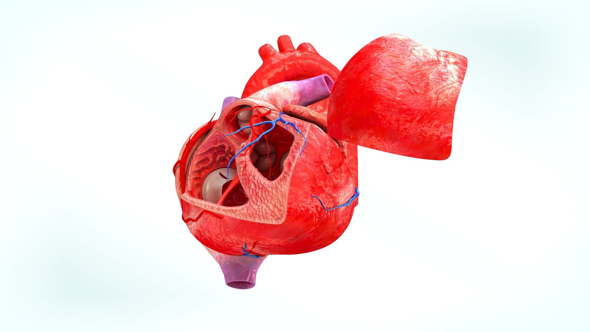 3D Human Heart Anatomy with Cross Section - TurboSquid 1740891