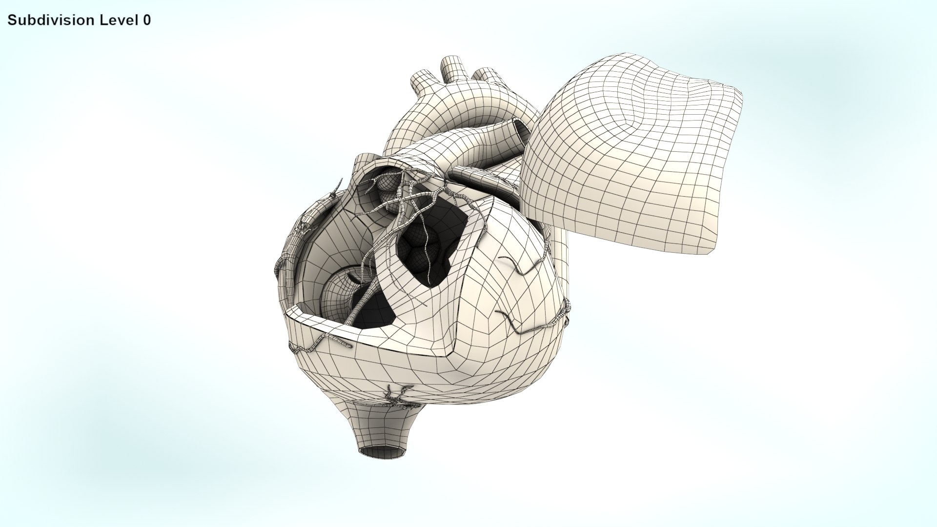 3D Human Heart Anatomy with Cross Section - TurboSquid 1740891