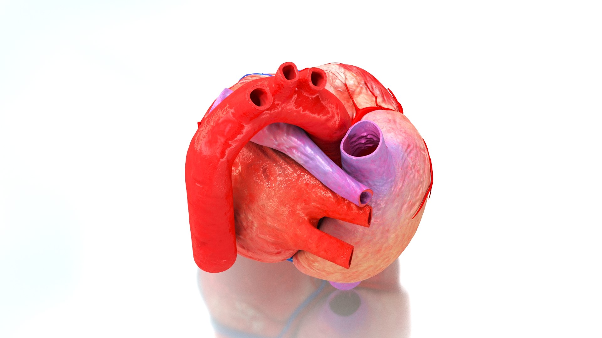 3D Human Heart Anatomy With Cross Section - TurboSquid 1740891