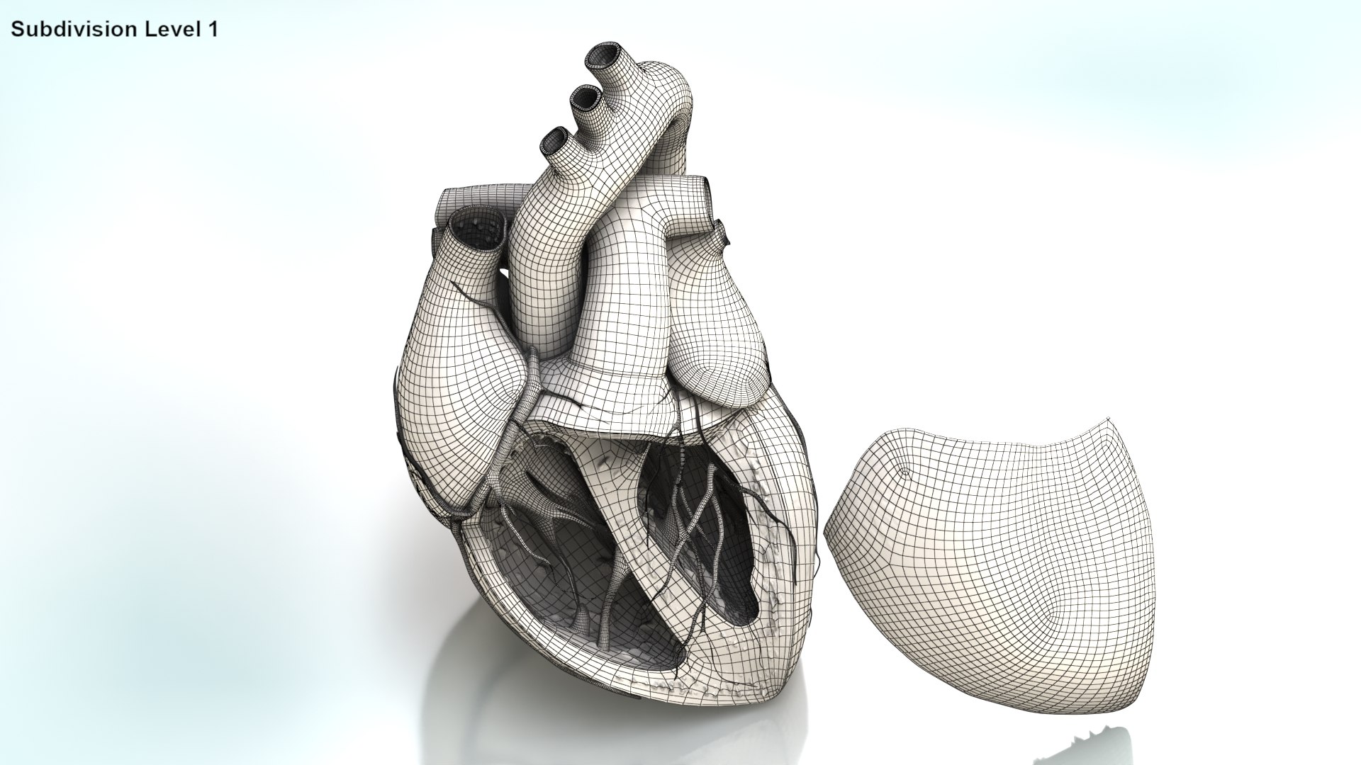 3D Human Heart Anatomy with Cross Section - TurboSquid 1740891
