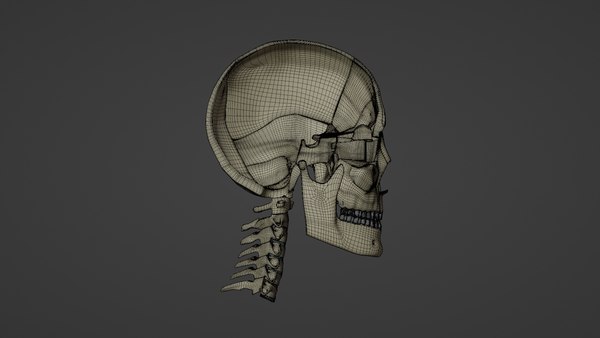 modelo 3d 3D Model of Skull and Neck Bones - TurboSquid 2079071
