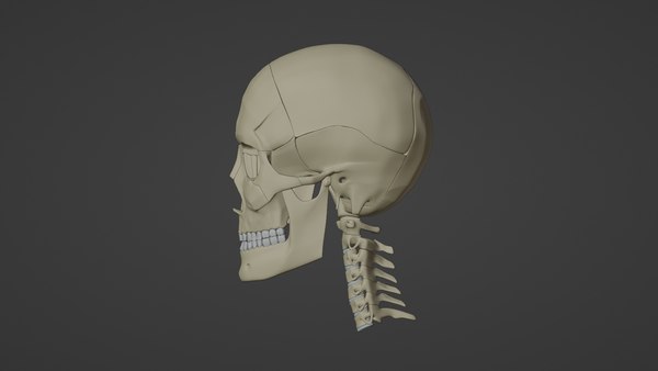 modelo 3d 3D Model of Skull and Neck Bones - TurboSquid 2079071