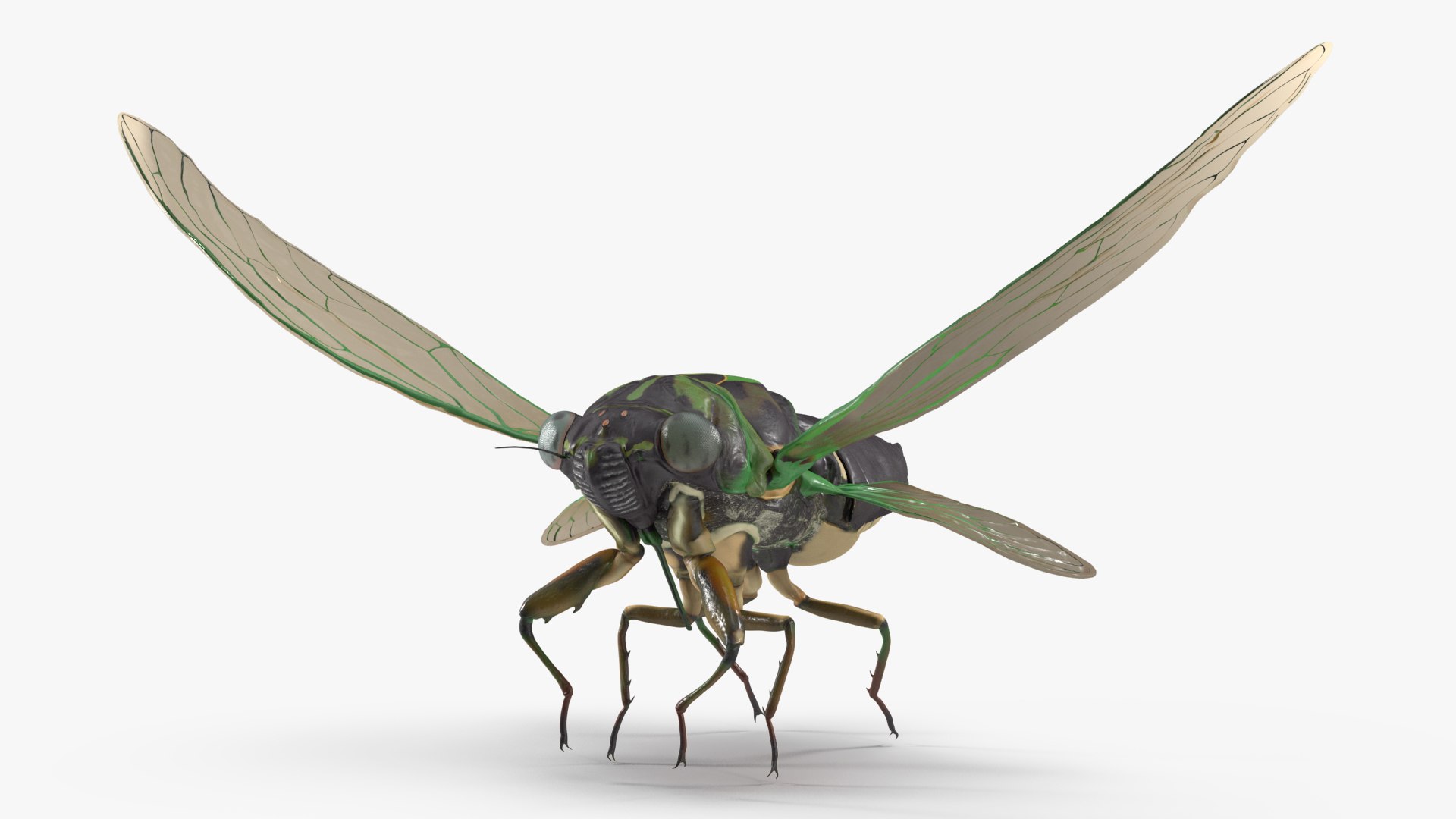 Cicada Rigged For Cinema 4D 3D Model - TurboSquid 2060312