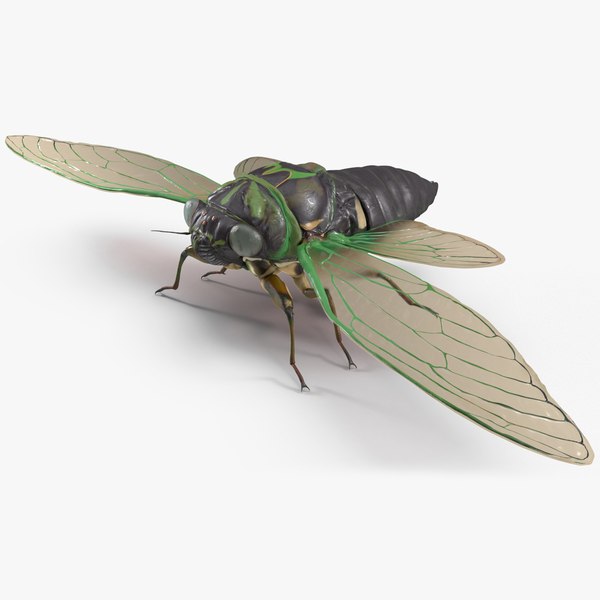 modelo 3d Cicada Rigged for Cinema 4D - TurboSquid 2060312