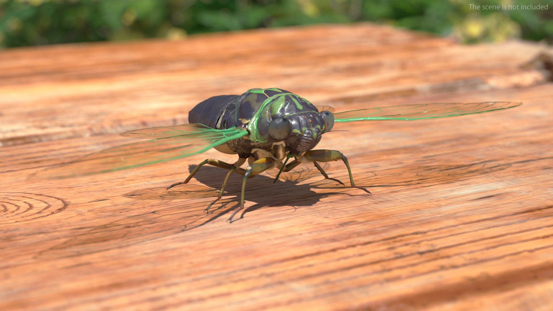 Cicada Rigged For Cinema 4D 3D Model - TurboSquid 2060312