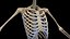 Human Female Body Skeleton And Vascular System Static Model ...