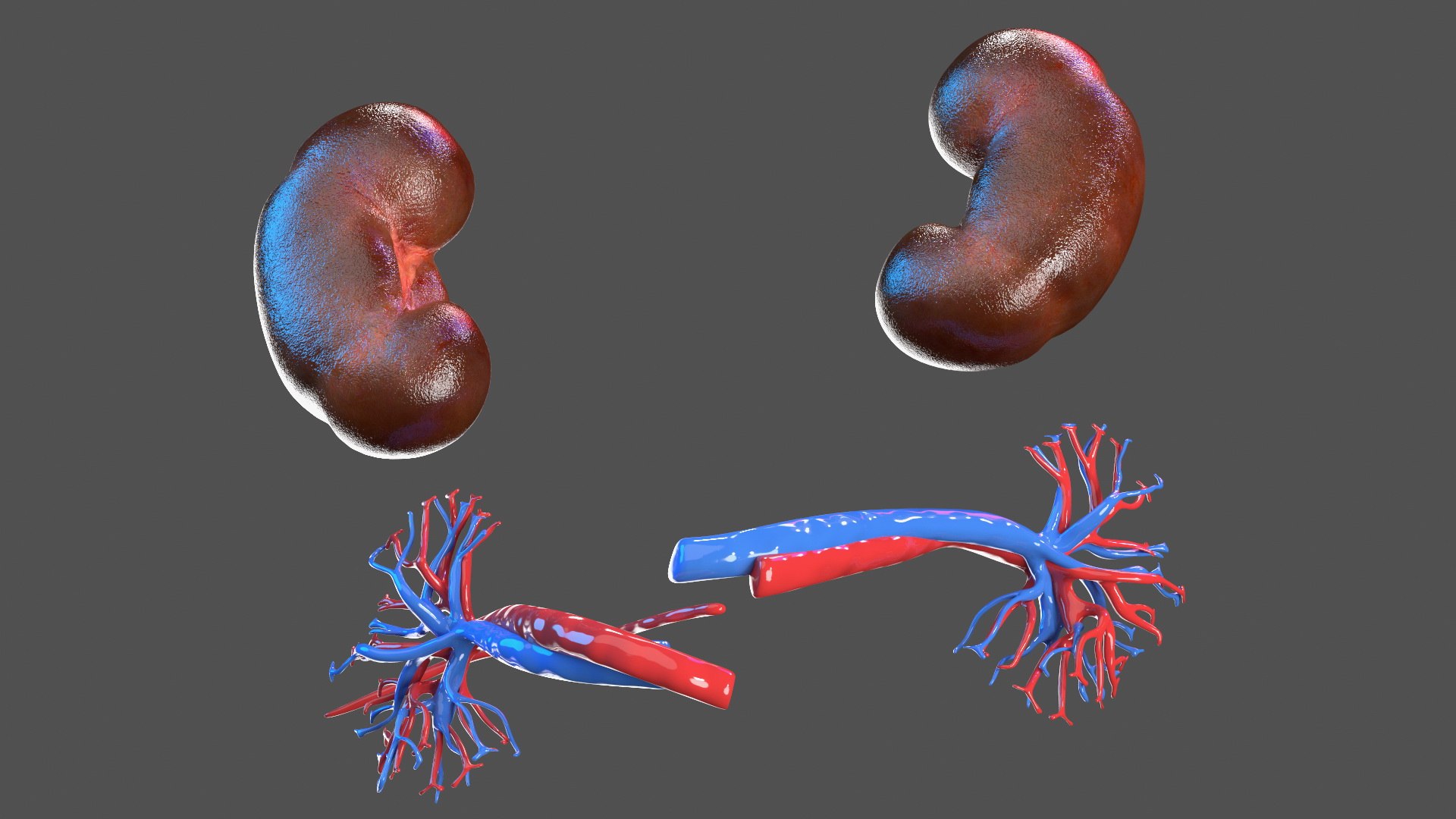 3D Child Kidney Anatomy Model - TurboSquid 1828091