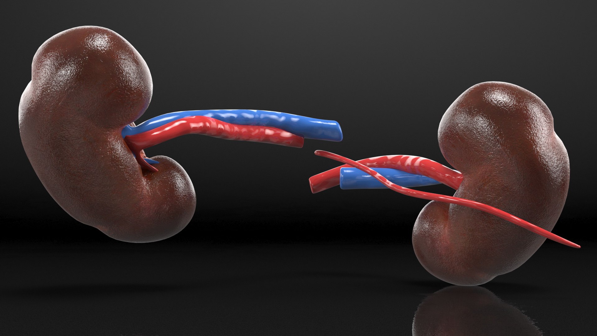 3D Child Kidney Anatomy Model - TurboSquid 1828091