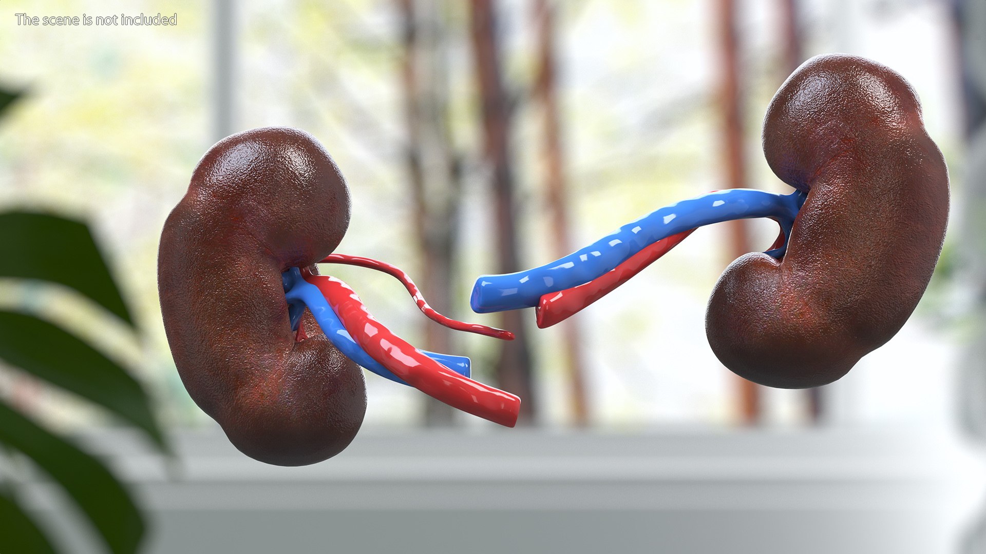 3D Child Kidney Anatomy Model - TurboSquid 1828091