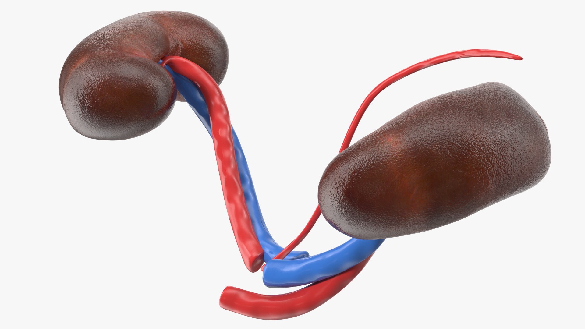 3D Child Kidney Anatomy Model - TurboSquid 1828091