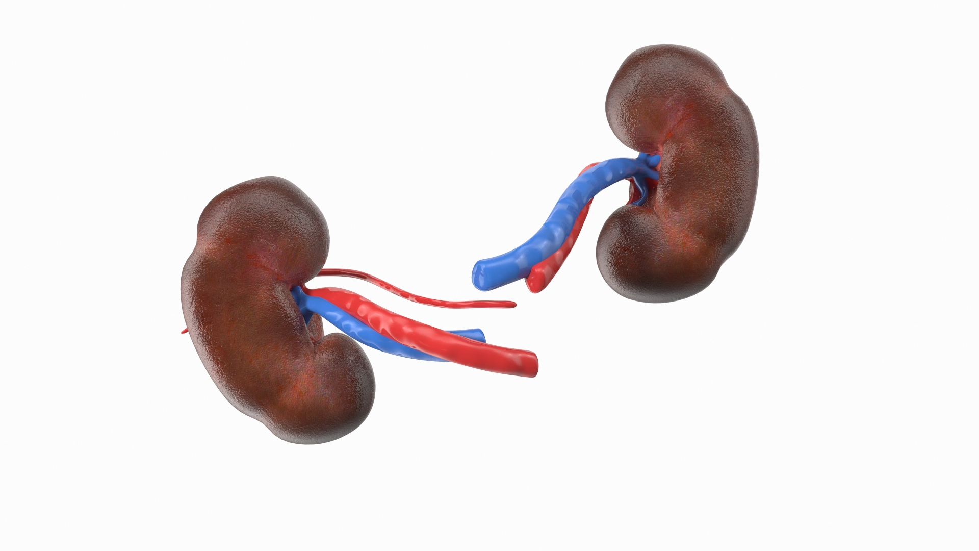 3D Child Kidney Anatomy Model - TurboSquid 1828091