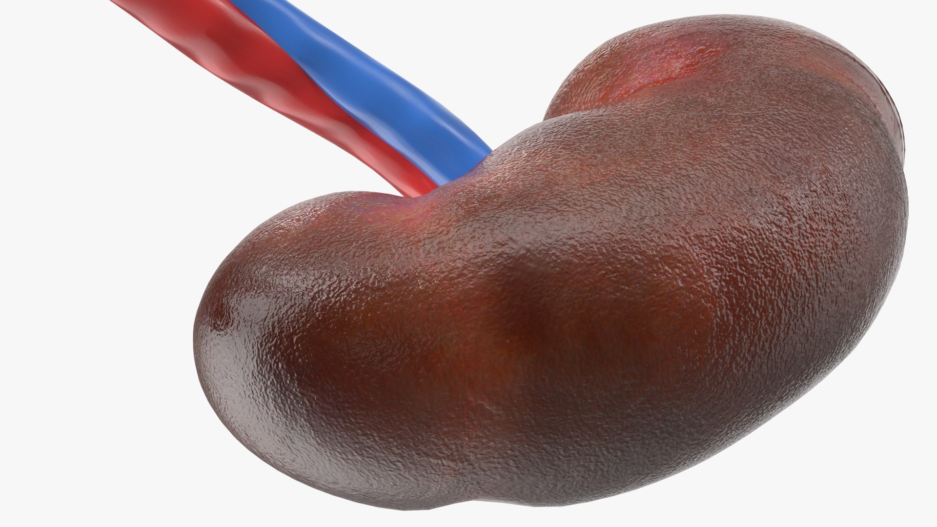 3D Child Kidney Anatomy Model - TurboSquid 1828091