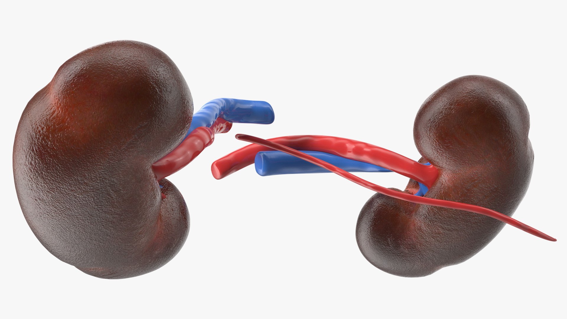 3D Child Kidney Anatomy Model - TurboSquid 1828091