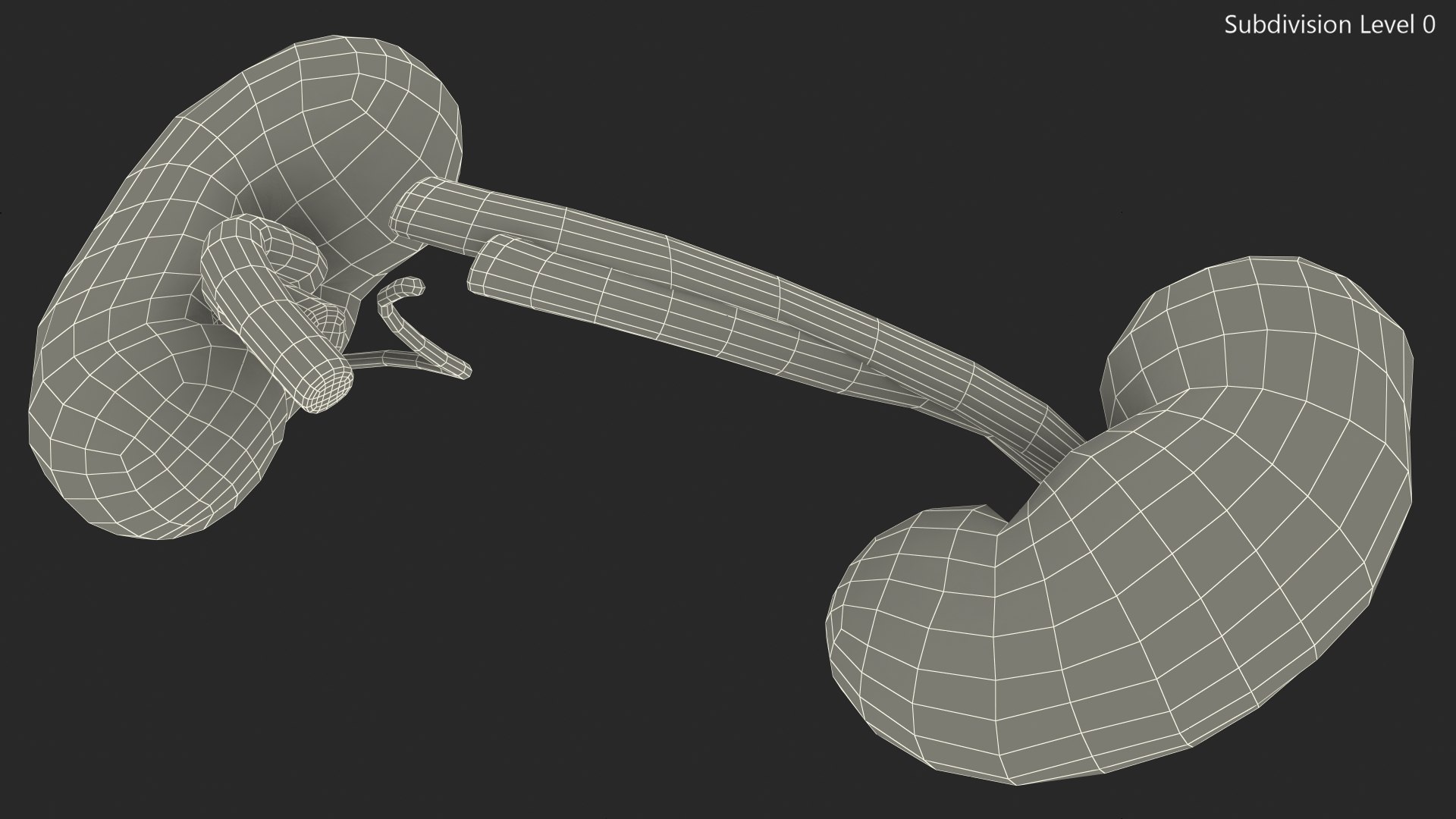 3D Child Kidney Anatomy Model - TurboSquid 1828091