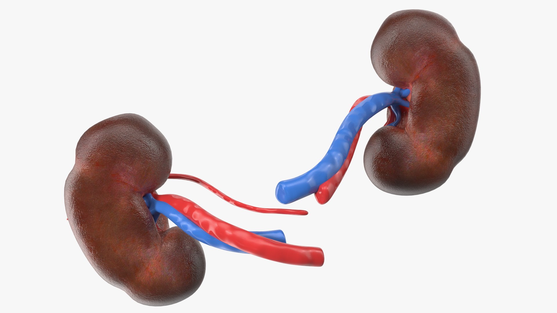 3D Child Kidney Anatomy model - TurboSquid 1828091