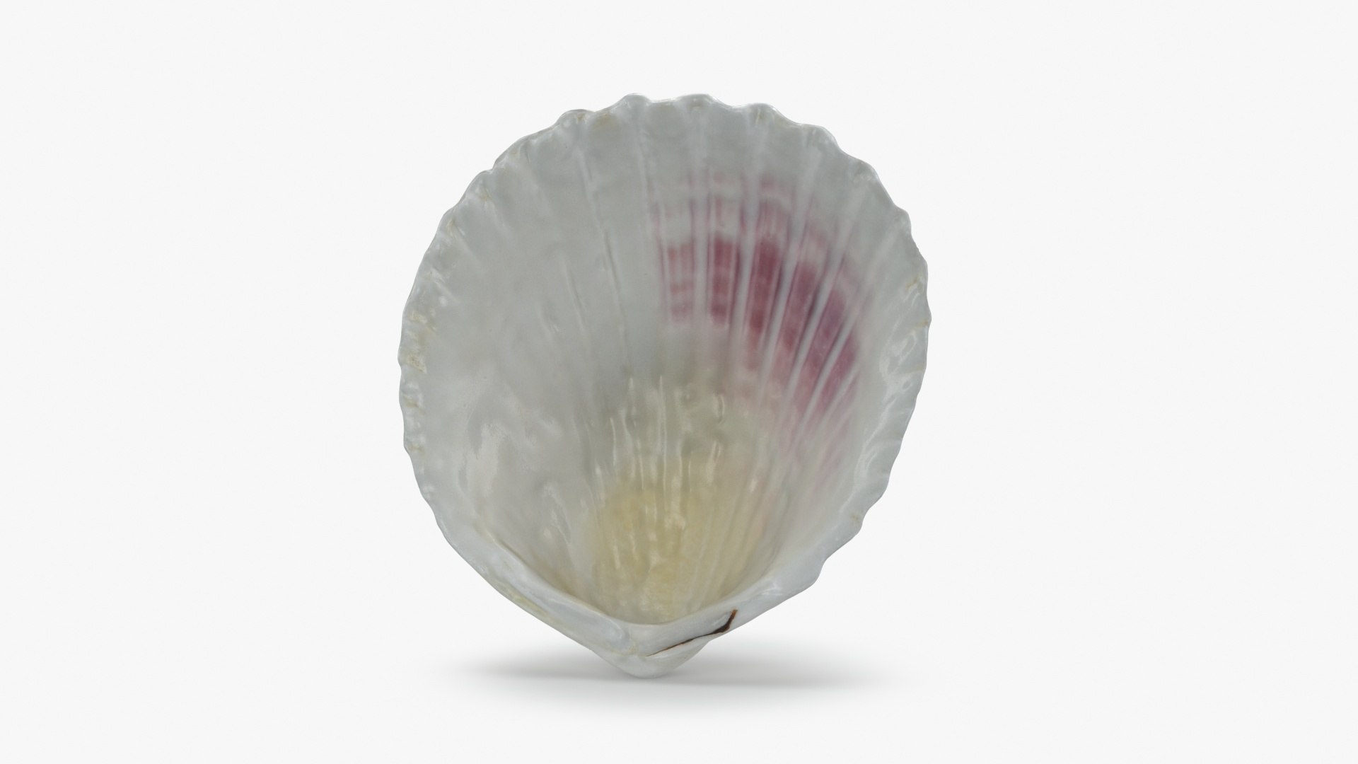 3D Trachycardium Egmontianum - TurboSquid 2141156