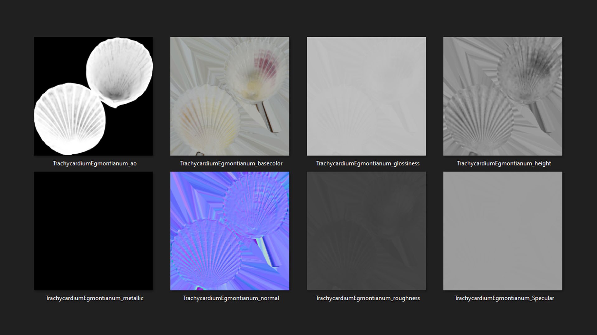 3D Trachycardium Egmontianum - TurboSquid 2141156