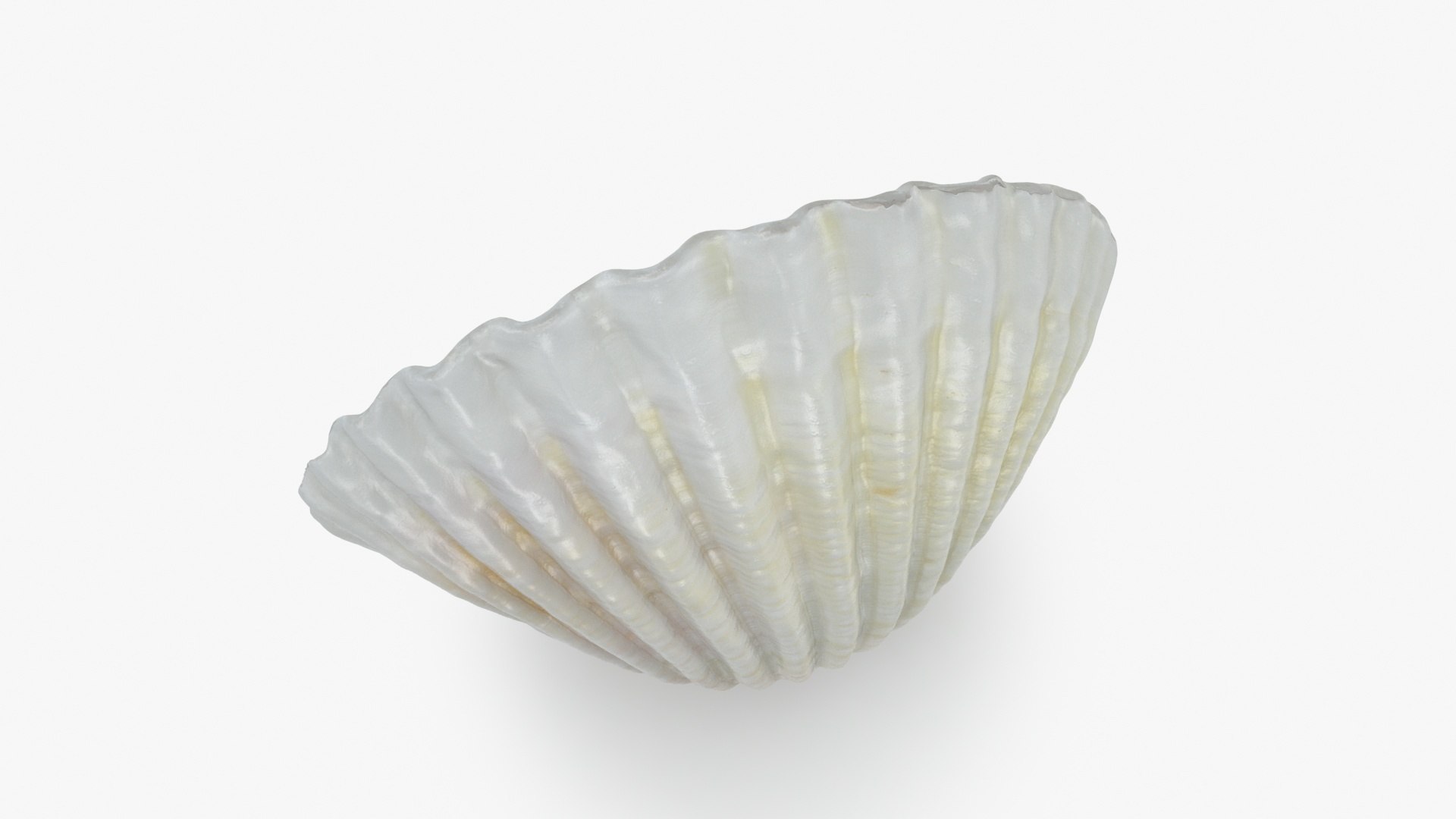 3D Trachycardium Egmontianum - TurboSquid 2141156