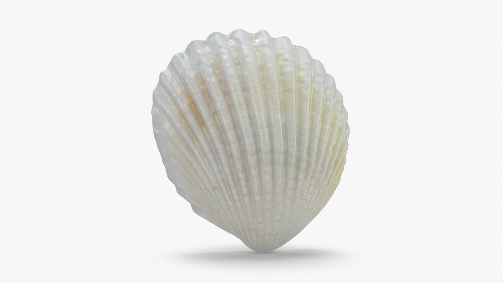 3D Trachycardium Egmontianum - TurboSquid 2141156