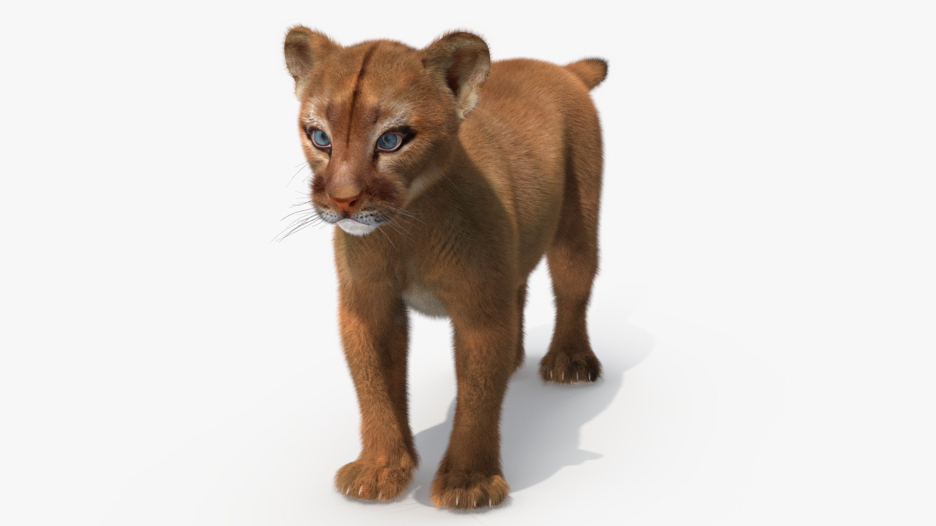 3D Puma Cub Standing Pose With Fur - TurboSquid 2342474