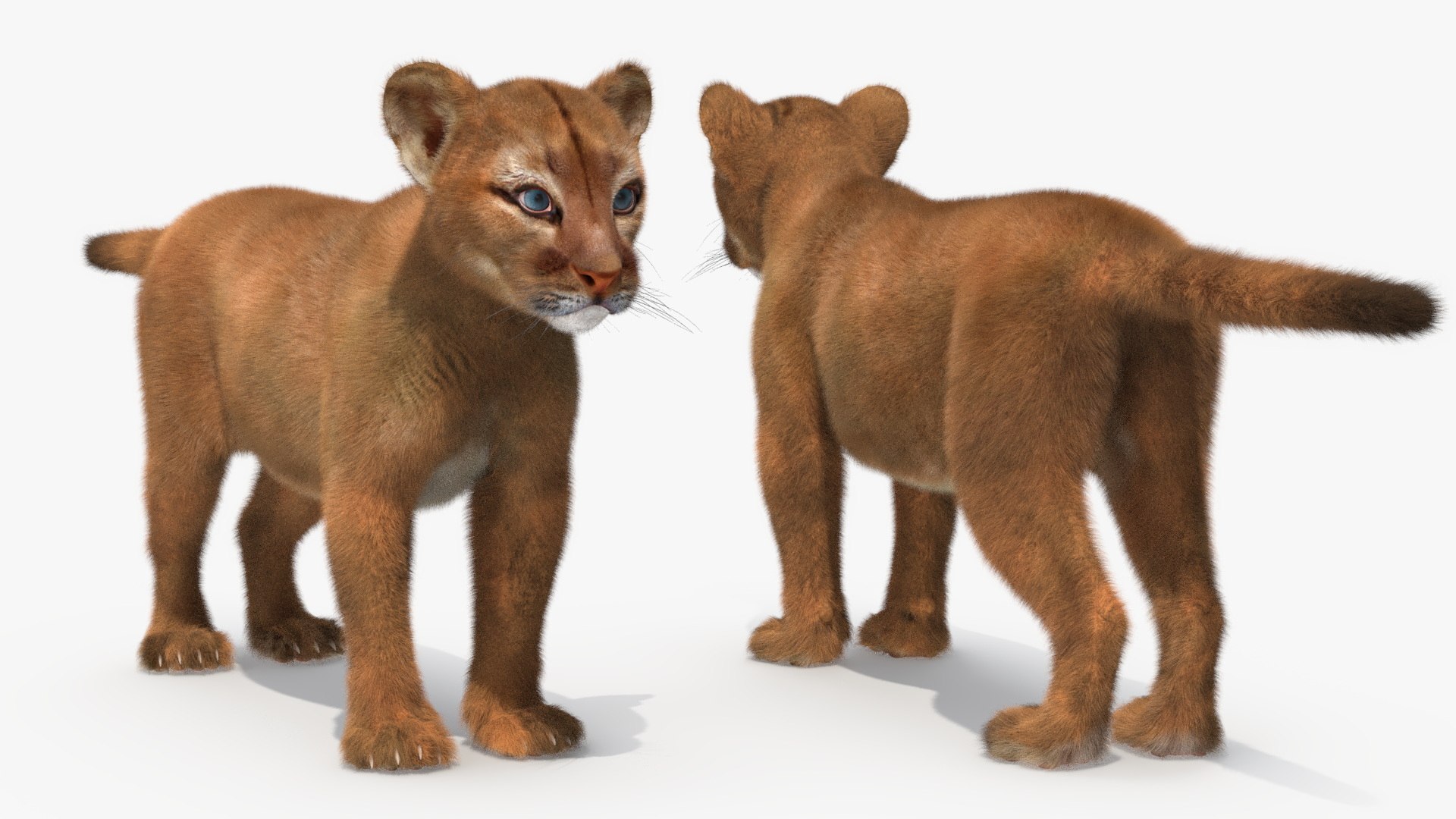 3D Puma Cub Standing Pose With Fur - TurboSquid 2342474