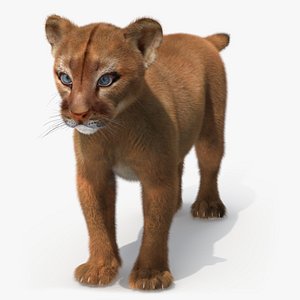 3D Cougar Models - Browse & Download Formats - TurboSquid
