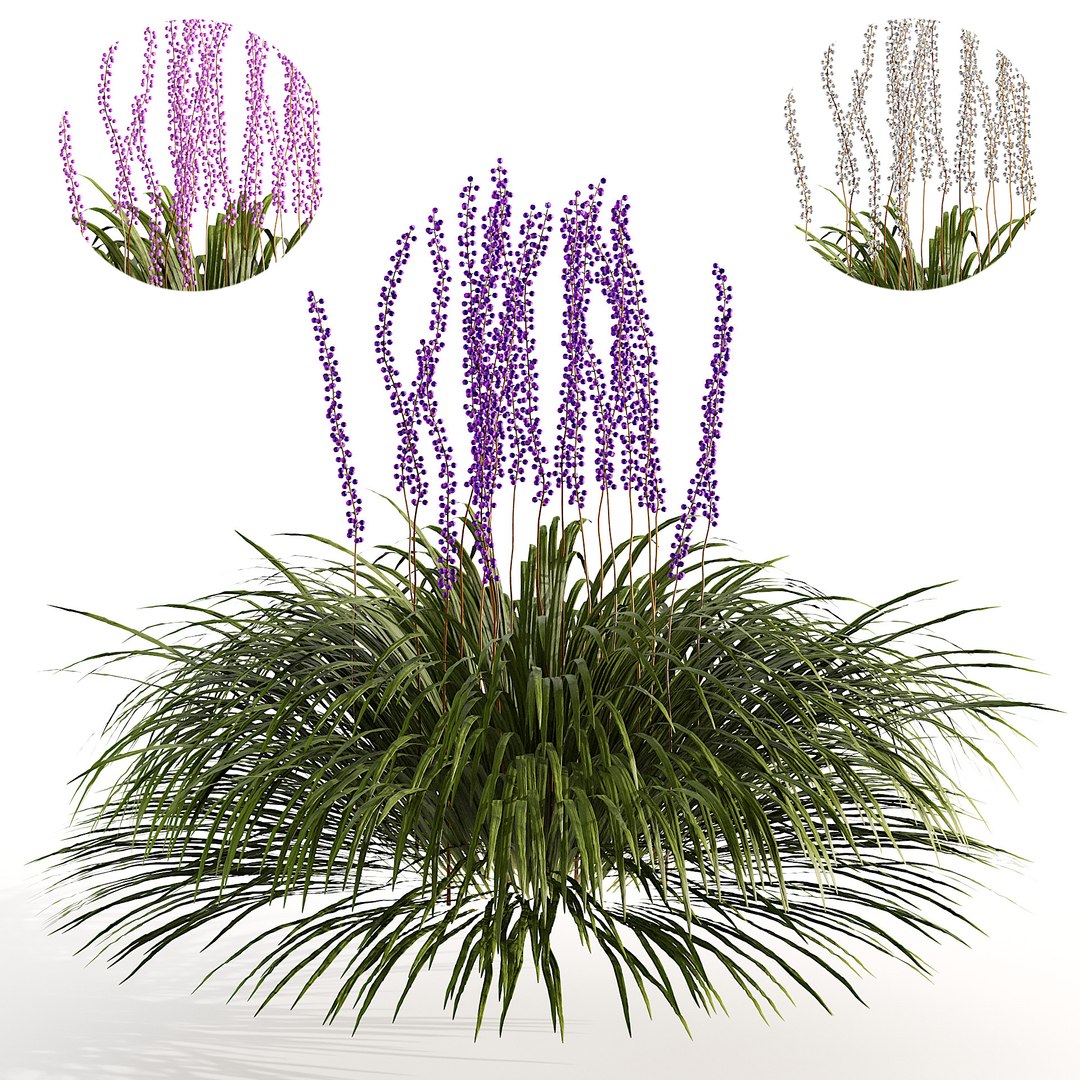 Evergreen Blue Lily Turf 3d model 3D - TurboSquid 2123083