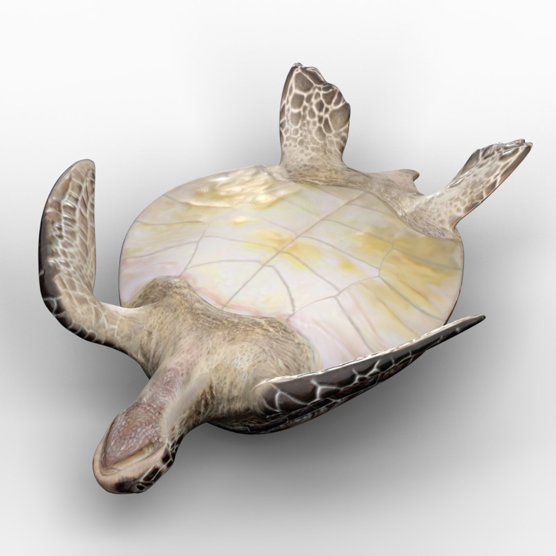 Turtle Shell 3d Model
