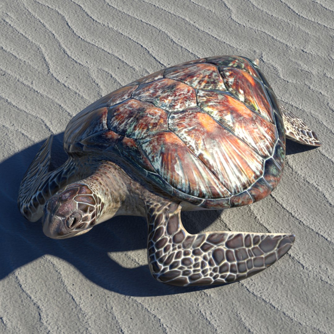 Turtle Shell 3d Model