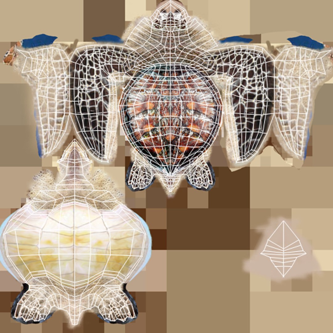 Turtle Shell 3d Model