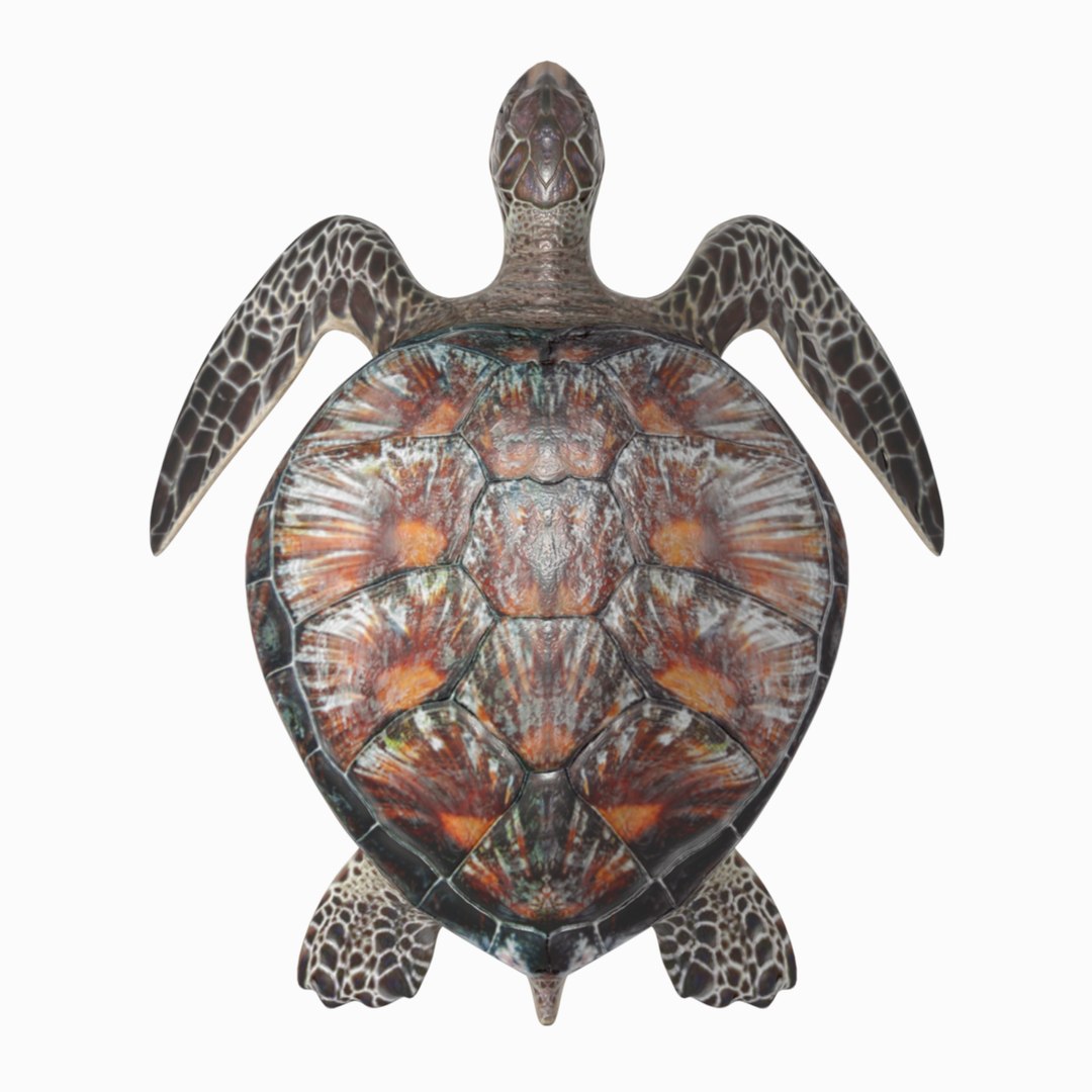 Turtle Shell 3d Model