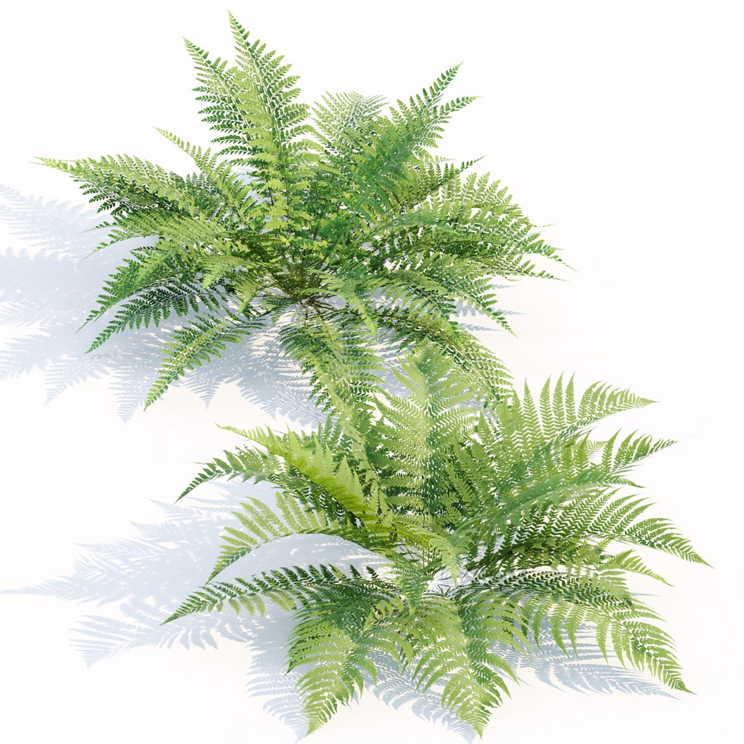 Ferns Collection Vol 104 3D Model - TurboSquid 1974528