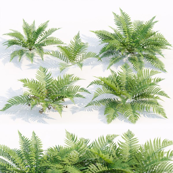 Ferns collection vol 104 3D model - TurboSquid 1974528