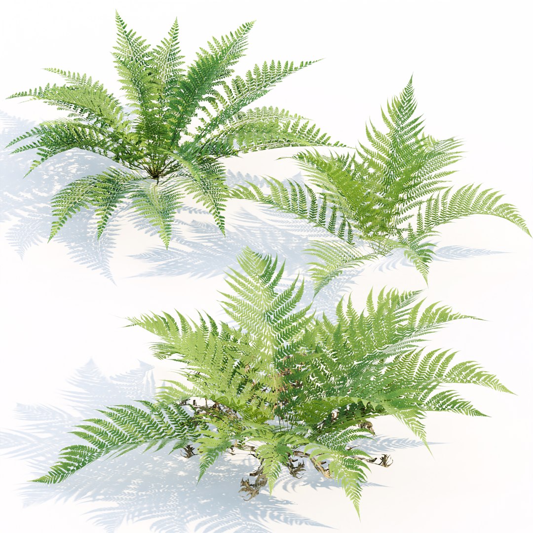 Ferns Collection Vol 104 3D Model - TurboSquid 1974528