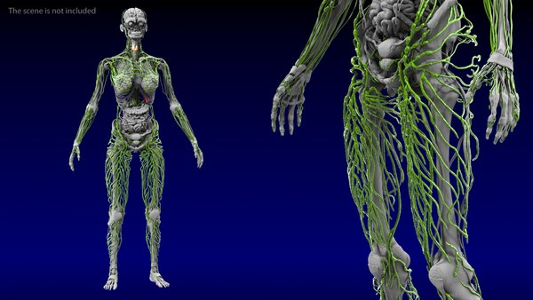 3D model female lymphatic anatomy - TurboSquid 1606765