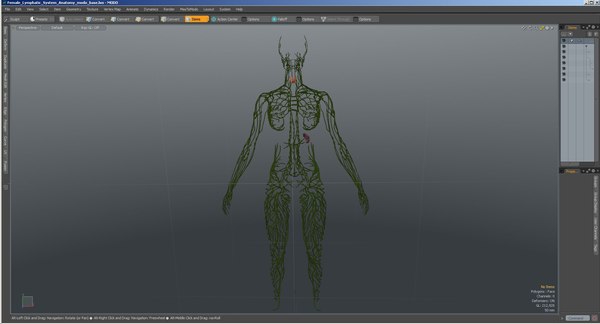 3D model female lymphatic anatomy - TurboSquid 1606765