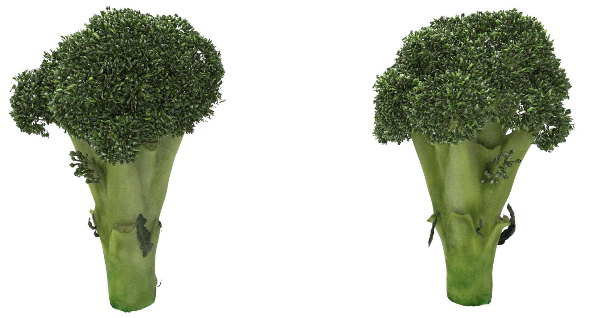 Broccoli Vegetable Food Model - TurboSquid 1560238