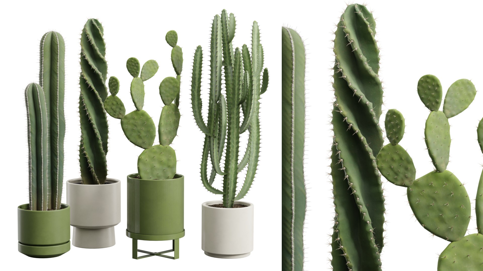 3D Cactus Pack 02 Model - TurboSquid 2147977