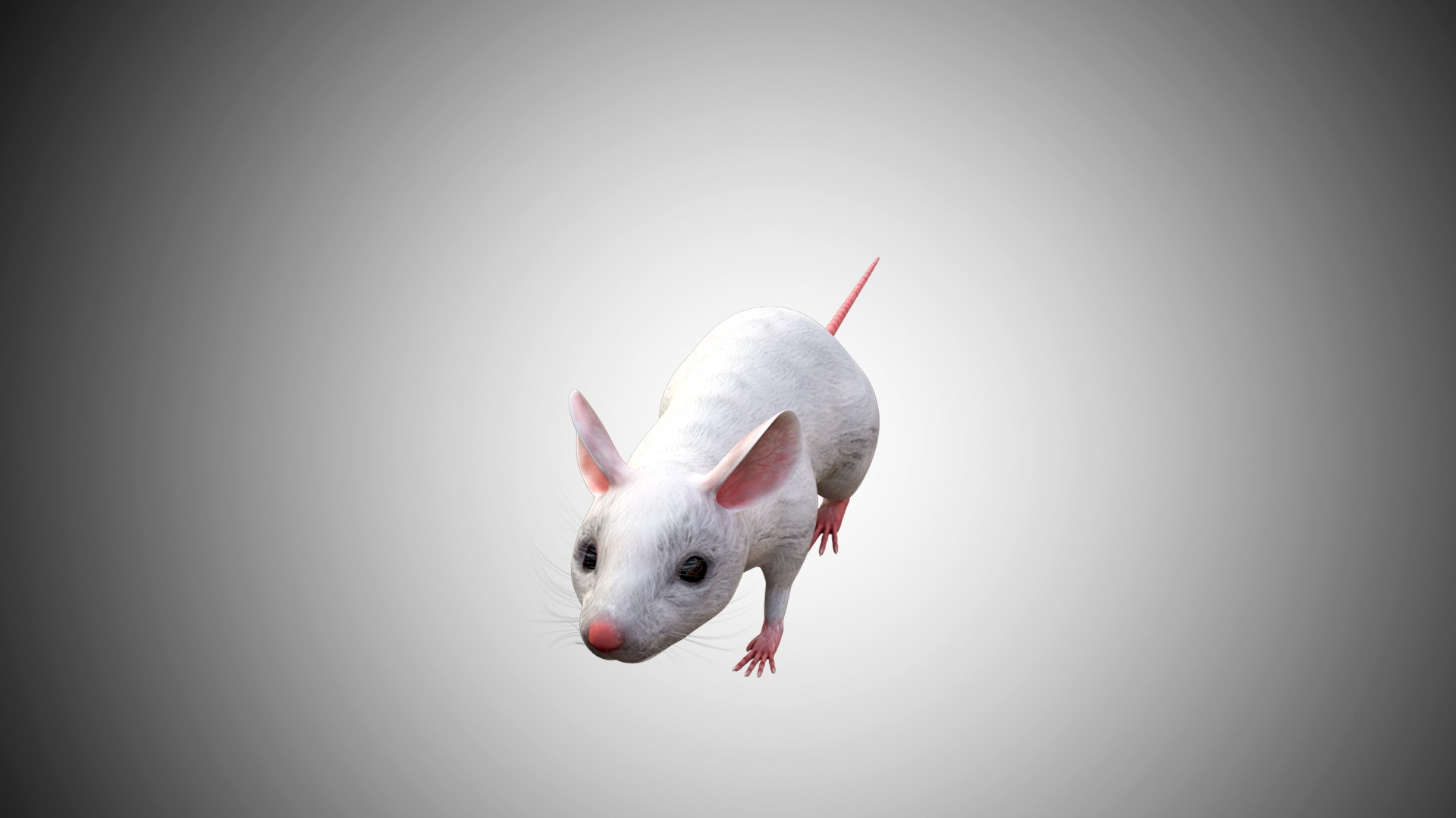Rigged Realistic 3D - TurboSquid 1619651