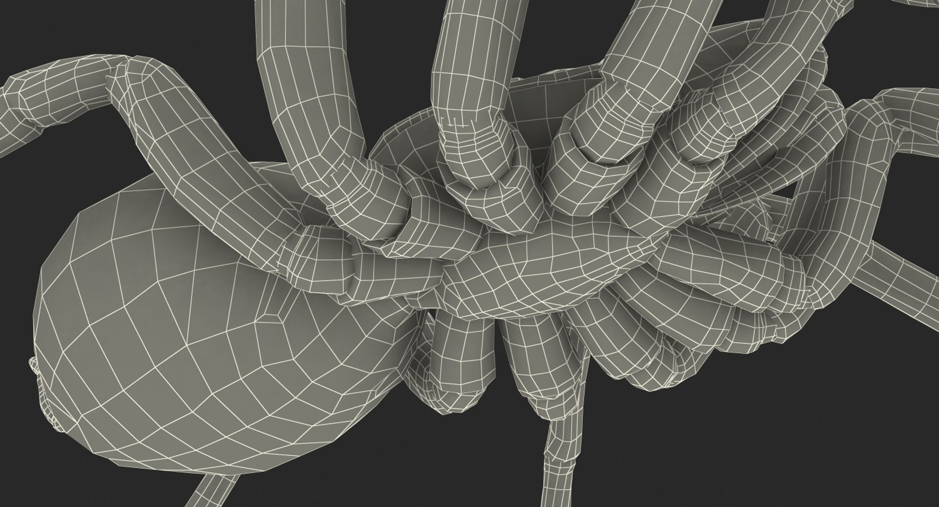 Goliath Birdeater Rigged 3D - TurboSquid 1256305