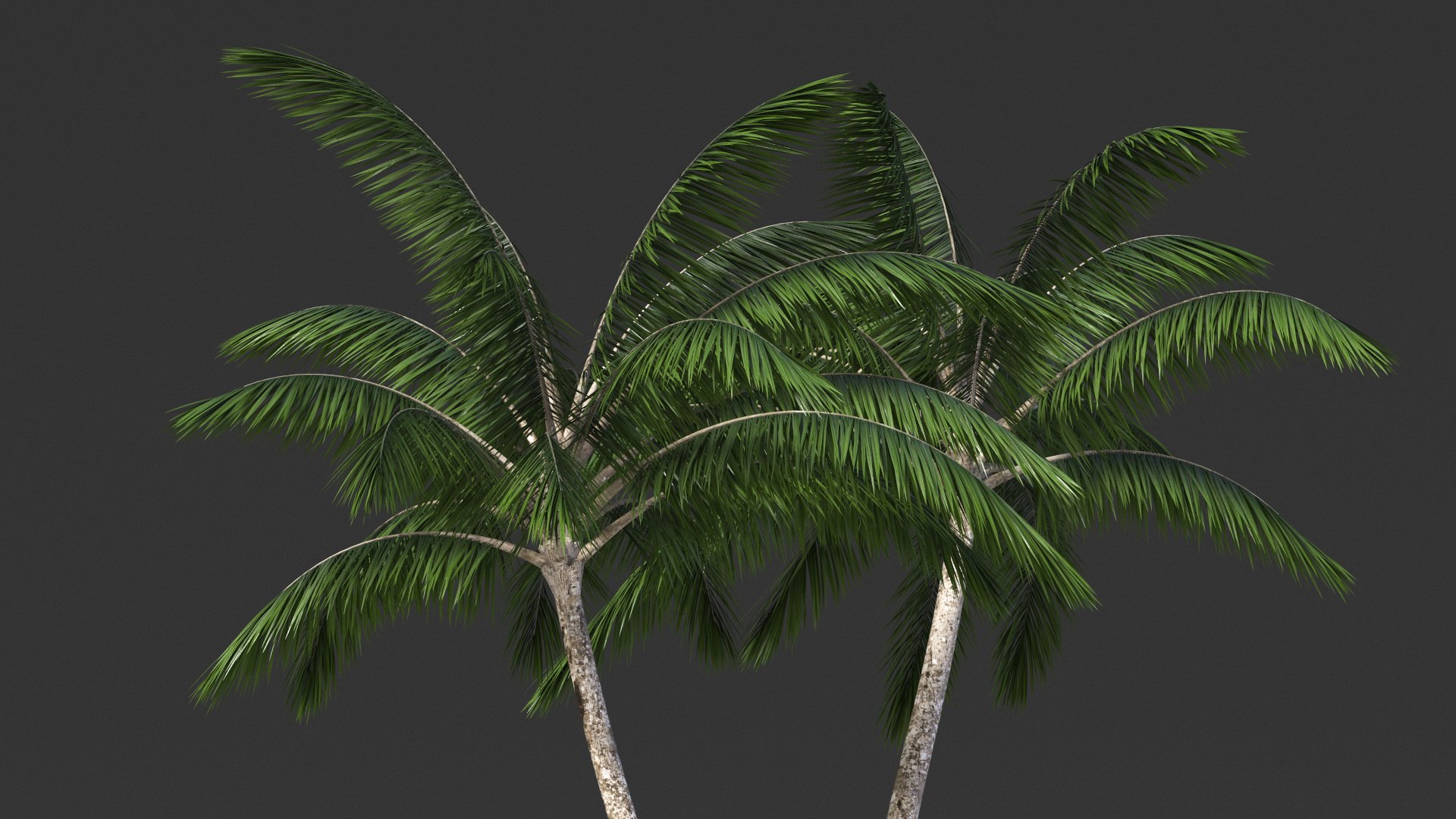3D Model Palm Tree - TurboSquid 2339294