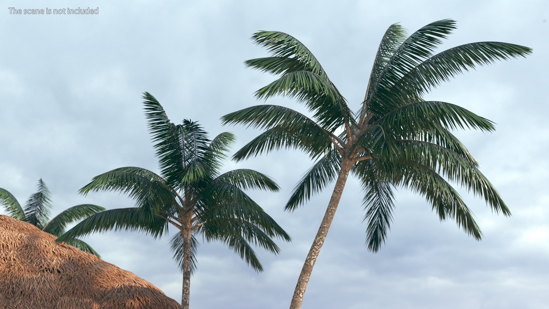 3D Model Palm Tree - TurboSquid 2339294