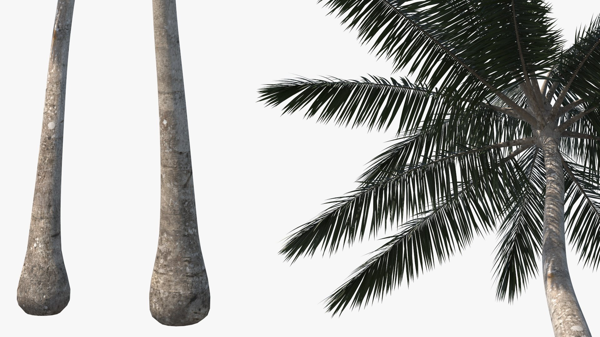 3D Model Palm Tree - TurboSquid 2339294