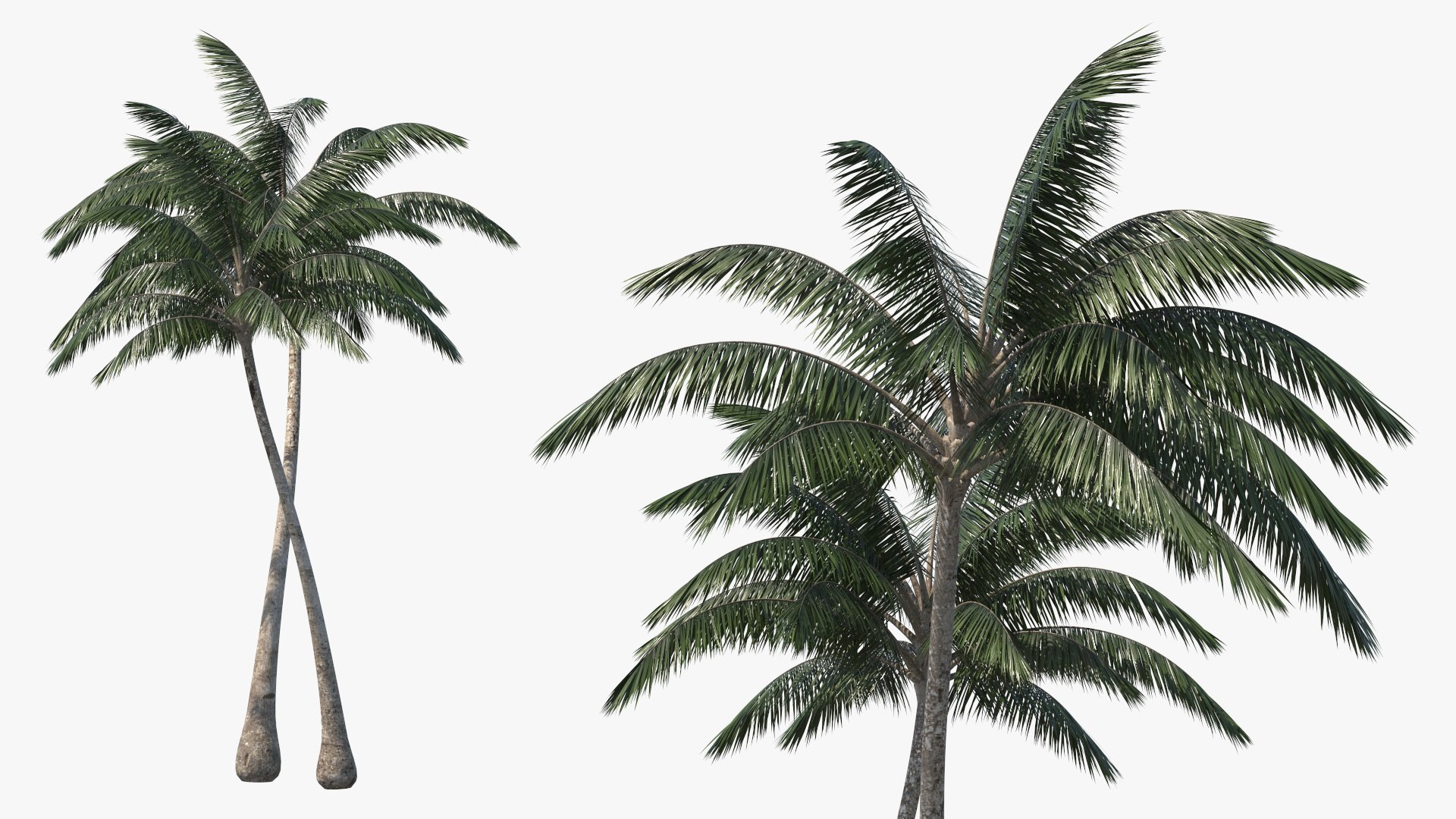 3D Model Palm Tree - TurboSquid 2339294