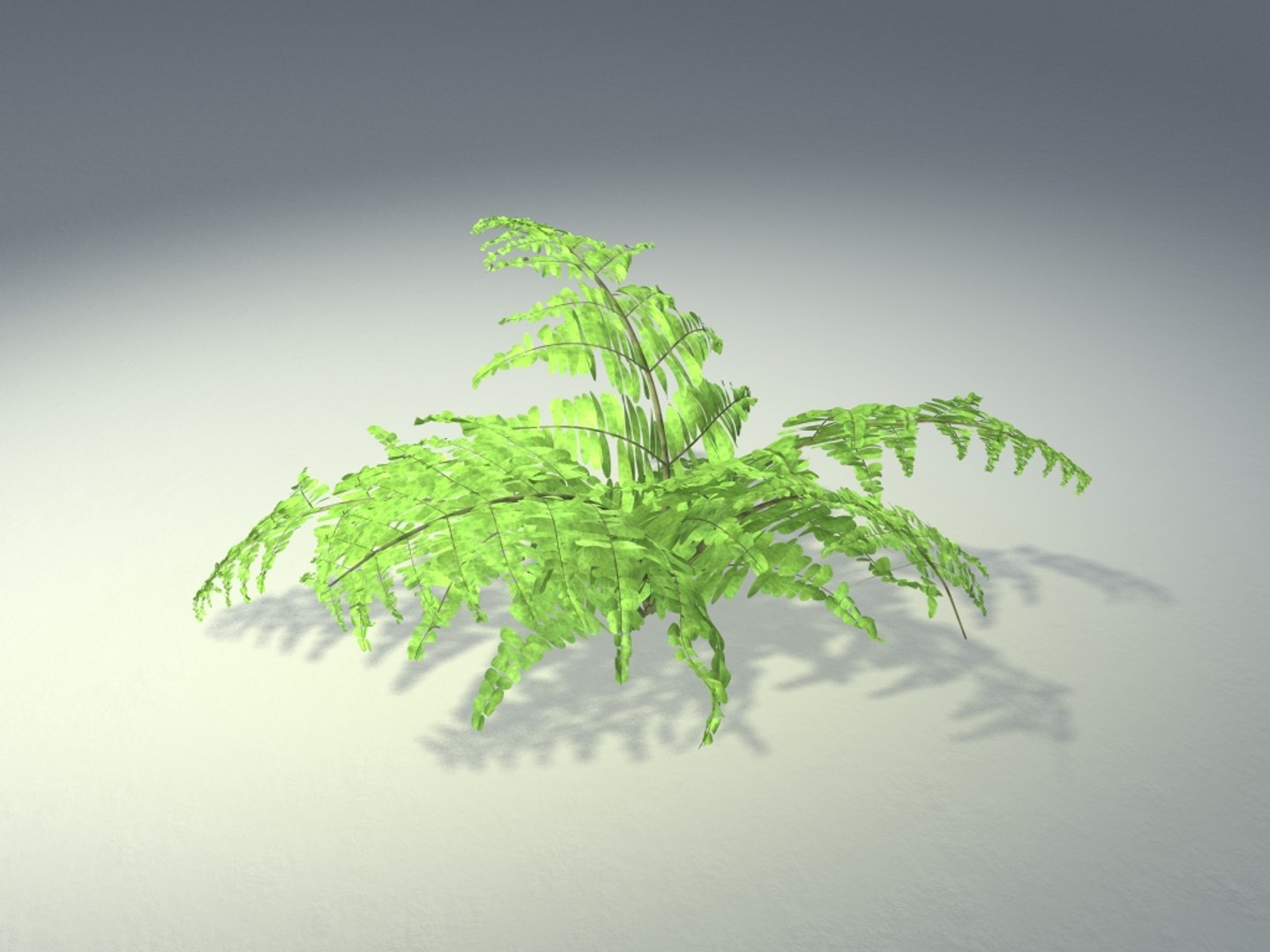 High-poly Fern Plant 3d Model