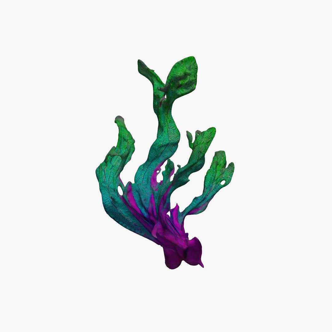 Vibrant Coral Reef 3D - TurboSquid 2221412